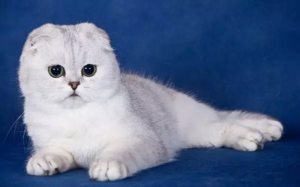 White Scottish Kitten.