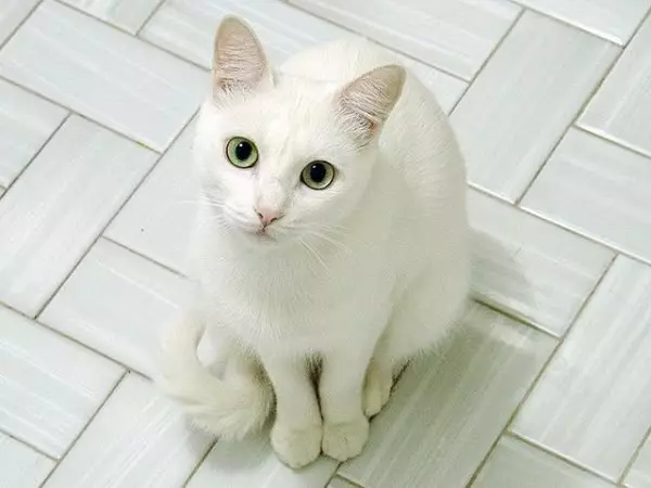 Gatto bianco russo
