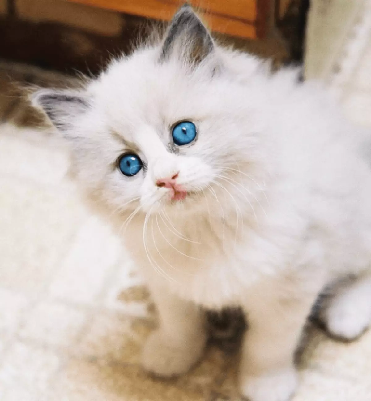 Kitten alb Sits