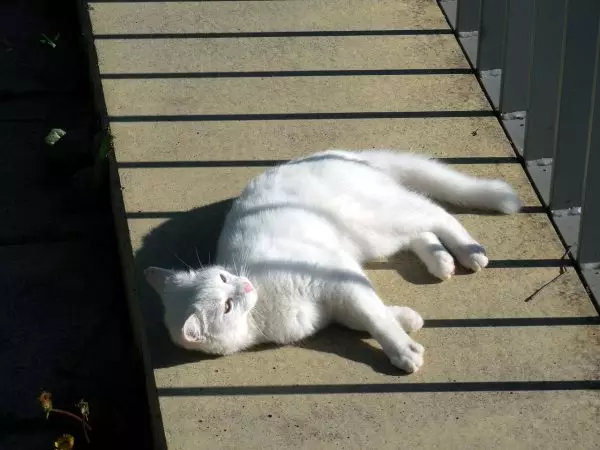 Baltoji katė Sunbathing.