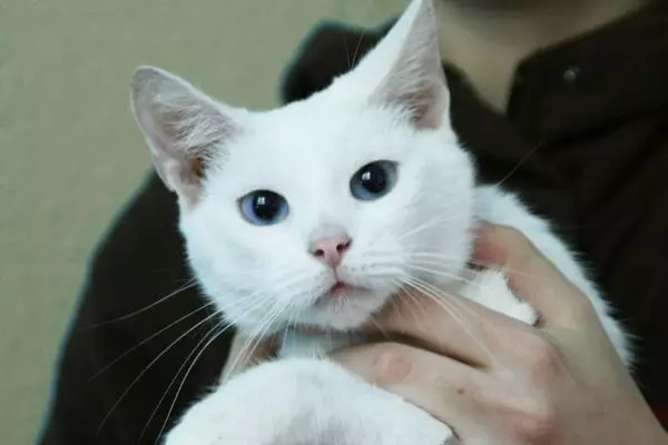Fehér macska a kezében