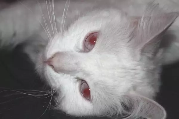 თეთრი კატა ალბინო