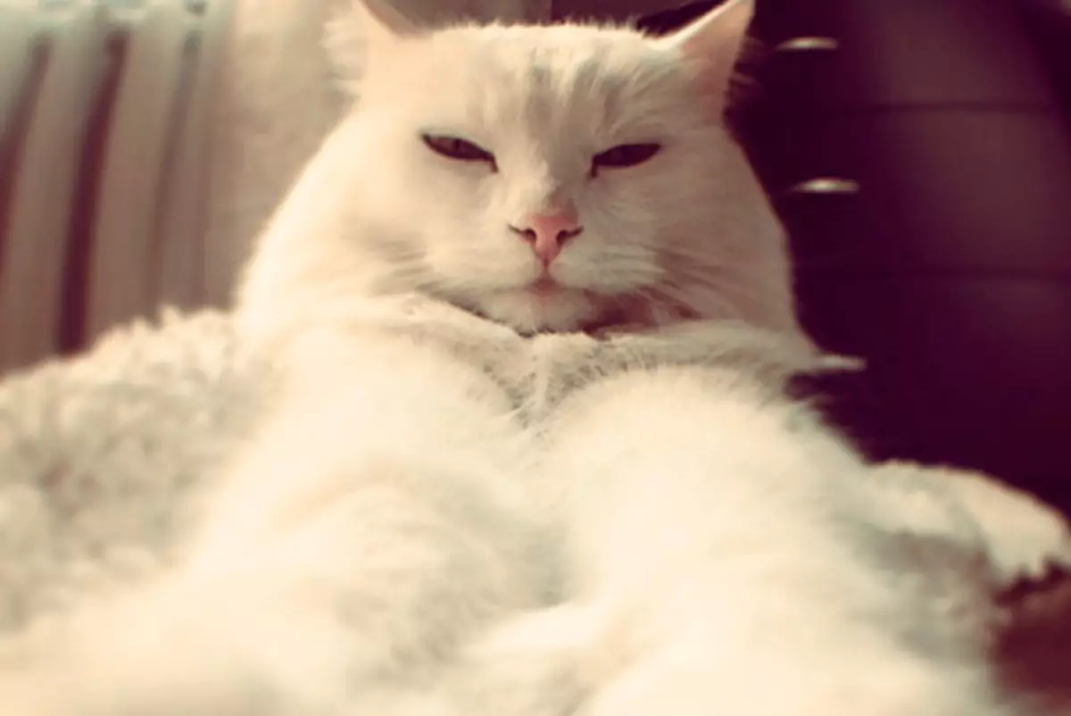 Fat Cat Albino.