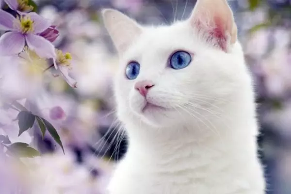 Белая кошка з кветкамі