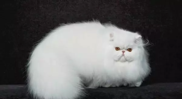 Gatto persiano bianco.
