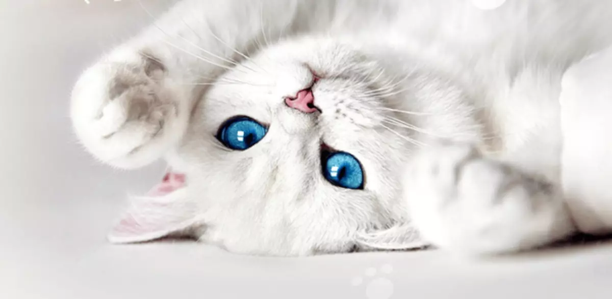 Balta katė