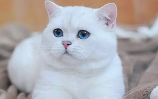 Белая брытанская кошка