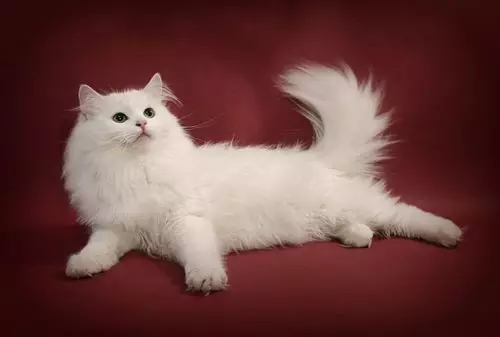 Bianco del gatto siberiano.