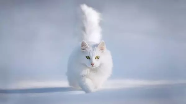 Pisica albă în zăpadă