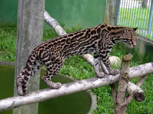 Ang Ocelot nagbarug sa usa ka log sa aviary nga adunay mabaga nga sagbot