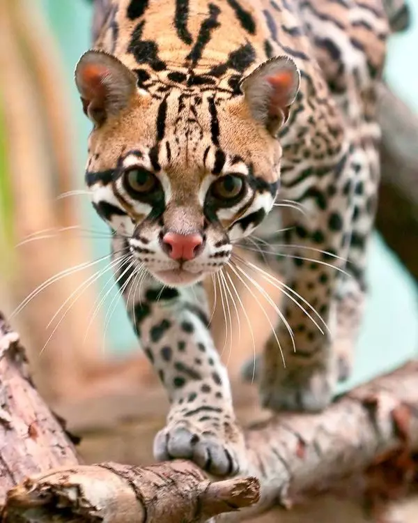 La testa di ocelot che cammina su un ramo di un albero