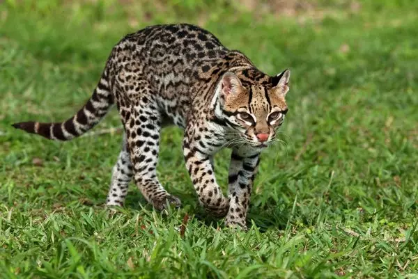 Ocelot cammina sull'erba, guardando dritto davanti a lui