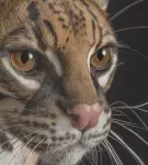 I-Ocelot Muzzle ngemuva emnyama ingemuva