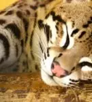 Ang Baby Ocelot Dimp sa usa ka kahoy nga Tamba, Becking Paw