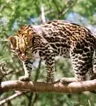 Ocelot sorge su un ramo di un albero nella foresta e negli sguardi, con vista, giù