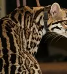 Ocelot su un guinzaglio si siede alla telecamera e guarda lateralmente