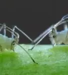 Aphid