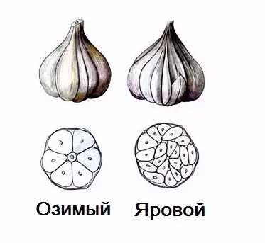 Summer na Baridi Garlic.