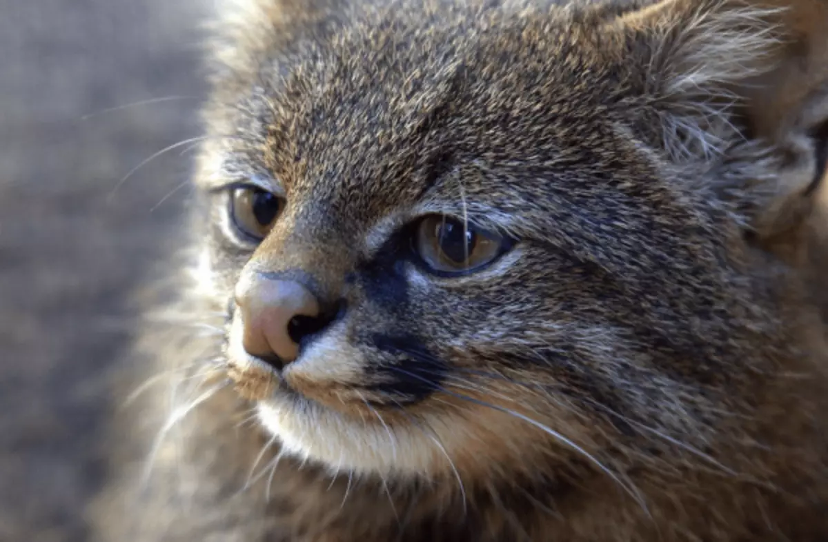 Pampas Cat: Lifestyle ja elinympäristö, luonne, lisääntyminen ja tärkeimmät uhat, kuvat