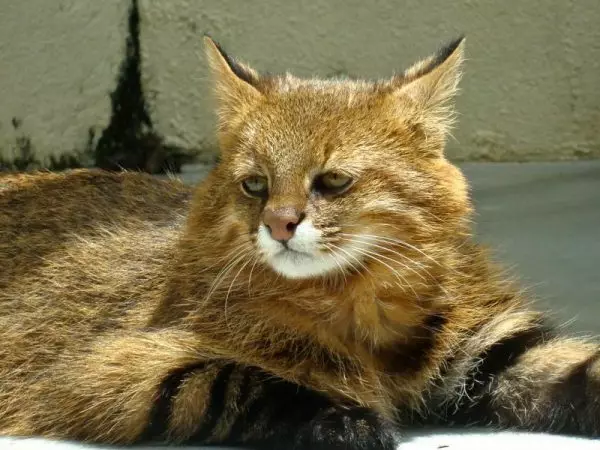 Pampas cat lying