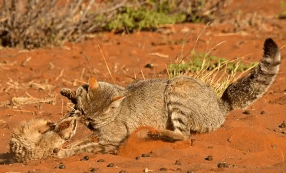 Hunting herbal cat