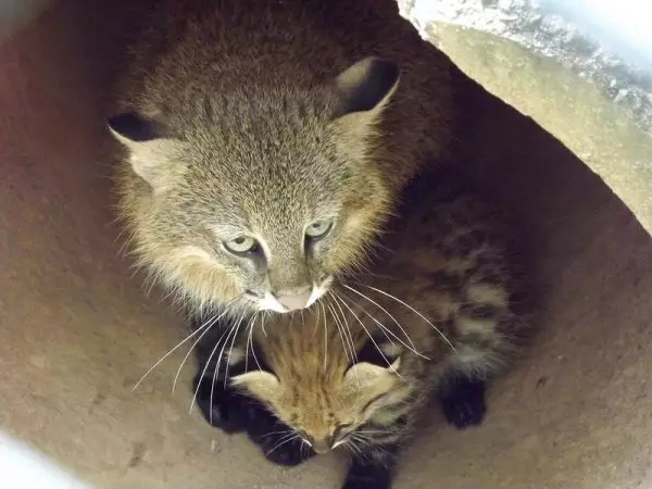 Пампасская кішка і кошенята