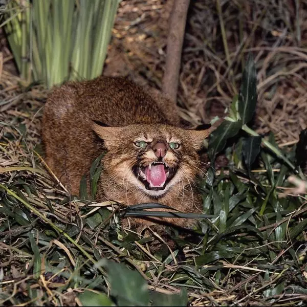 Pampas Cat Rug.