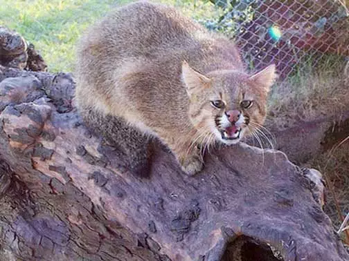 Pampas cat in captivity