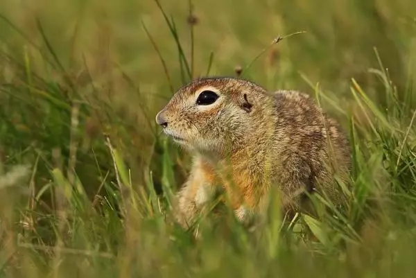 Small rodent in the grass