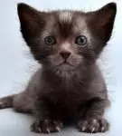 Kitten makaa