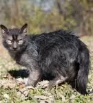 Kucing di padang rumput