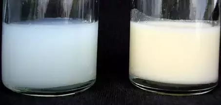 Δύο ποτήρια με γαλαζοπράσινο και κοκκινωπό γάλα