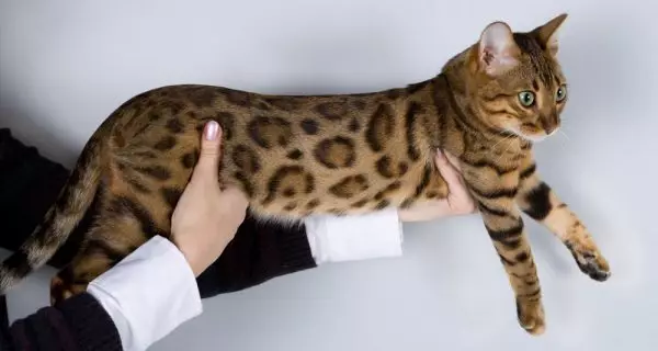 Bengal Cat.
