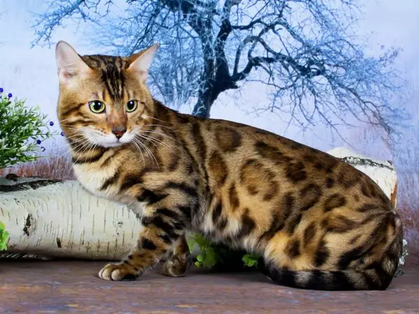 Kucing bengal coklat