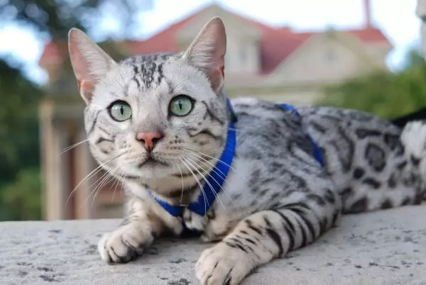 Silver Bengal Cot.