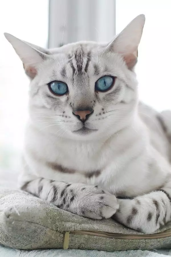 Warna Salju Kucing Bengal