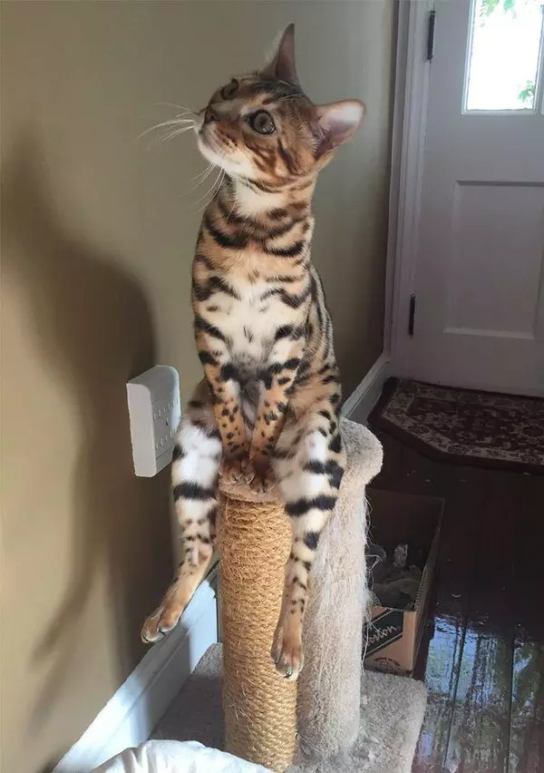 Kucing bengal di dalam kotak