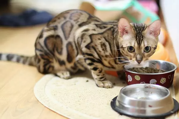 Kucing dan mangkuk bengal dengan makanan