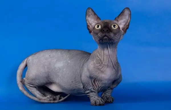 Minskin pada latar belakang biru