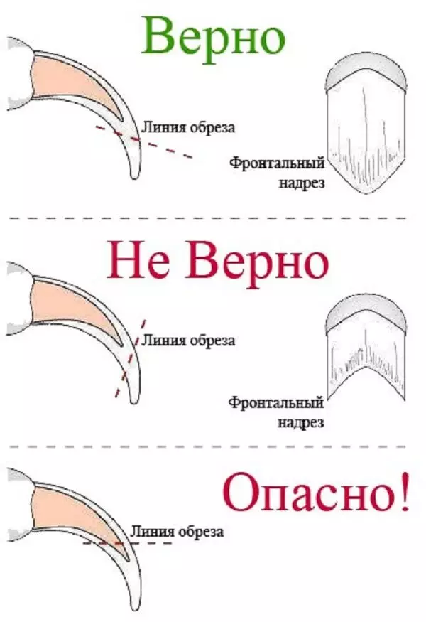 Schema di gatti artigli