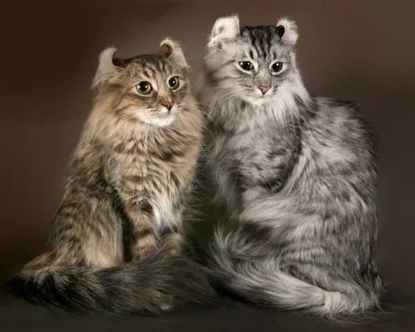 اثنين من القطط الرمادية تولد حليقة الأمريكية
