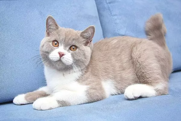 Britská bílá šedá kočka na modré