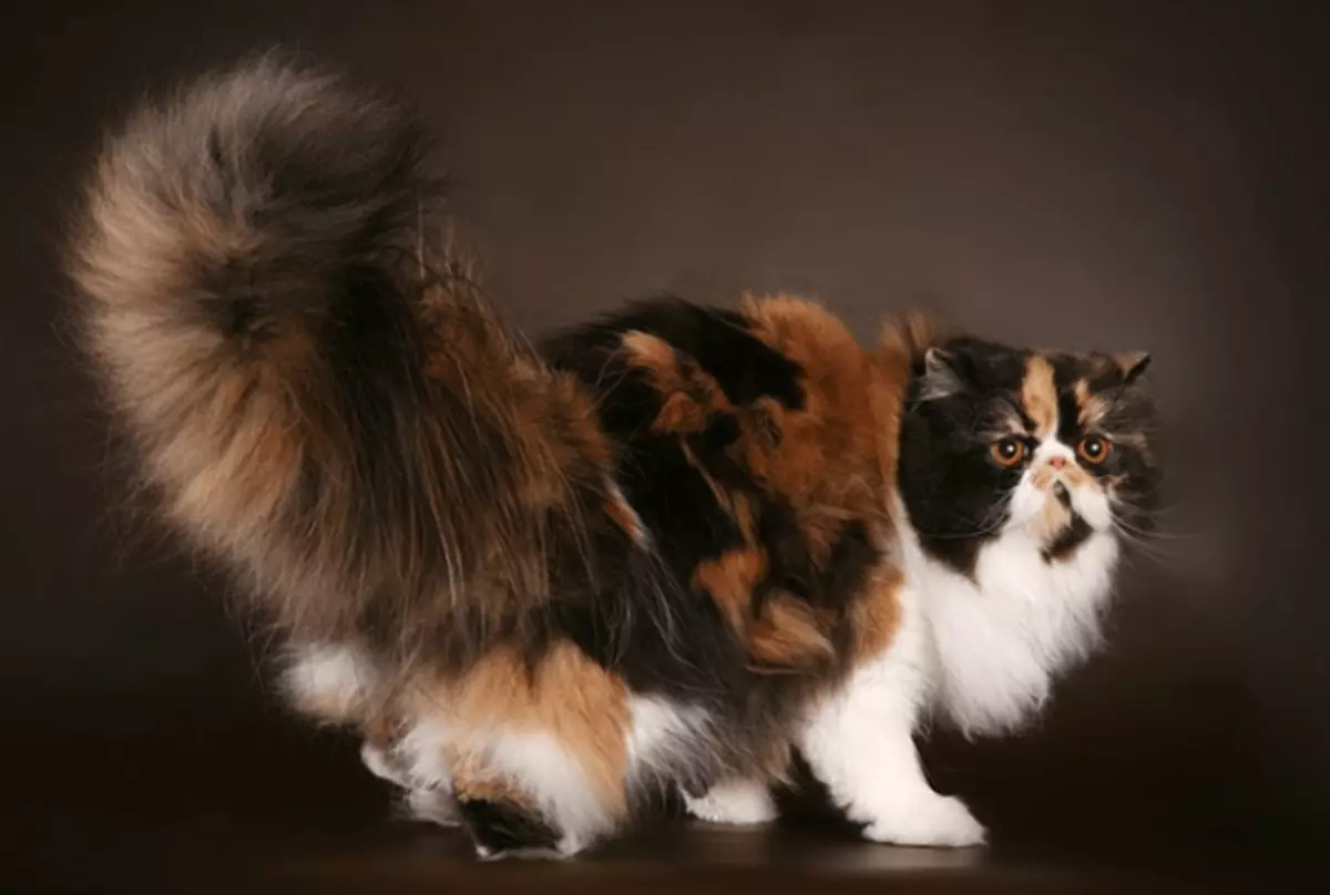 Perzská mačka