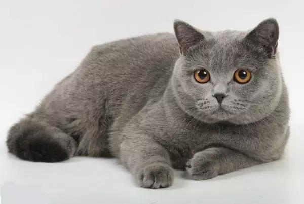 Gray British Cat Lies.