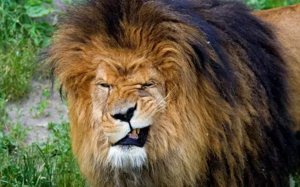 Big Lion Risen.