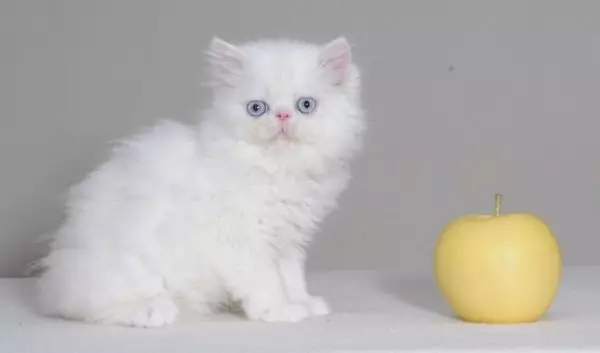 Bijela mačka Napoleon i jabuka
