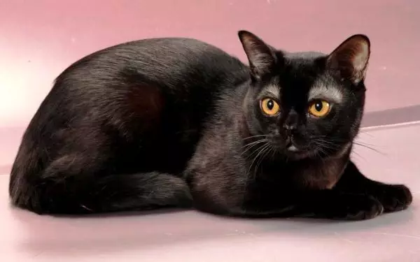 Black Bombay Cat Lies