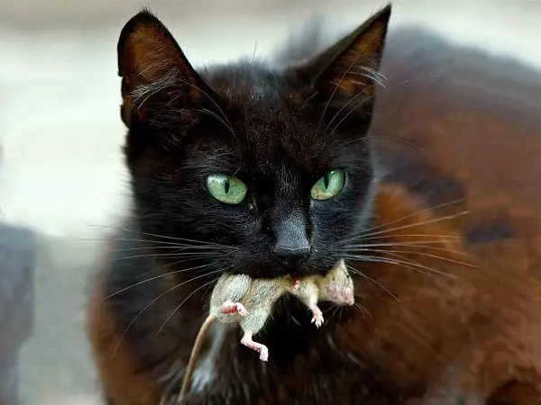 Crna mačka s mišem u zubima