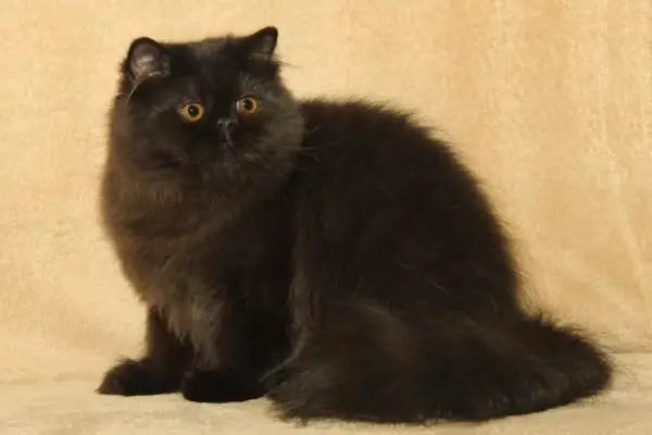 Черната персийска котка седи