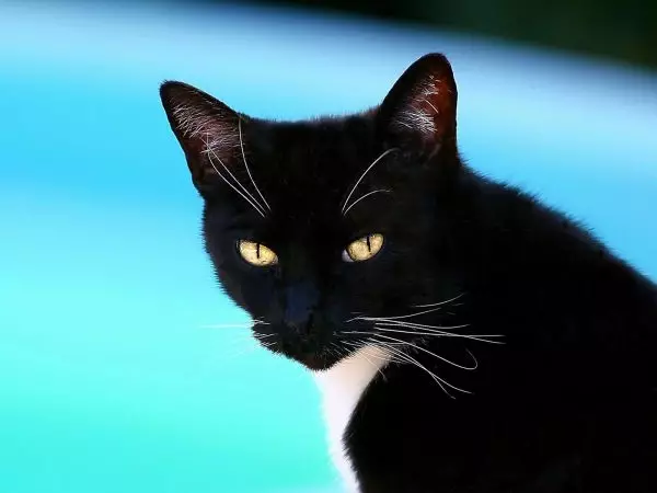Đầu mèo mịn màu đen